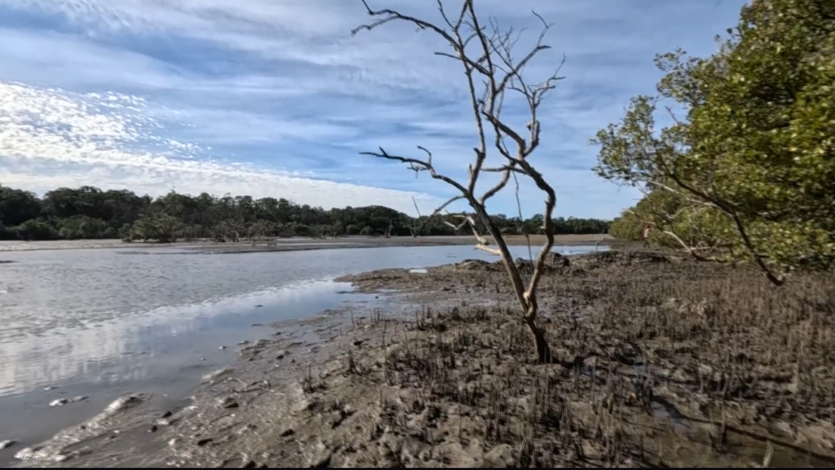 Restoration works underway for mangrove forest destroyed during ...