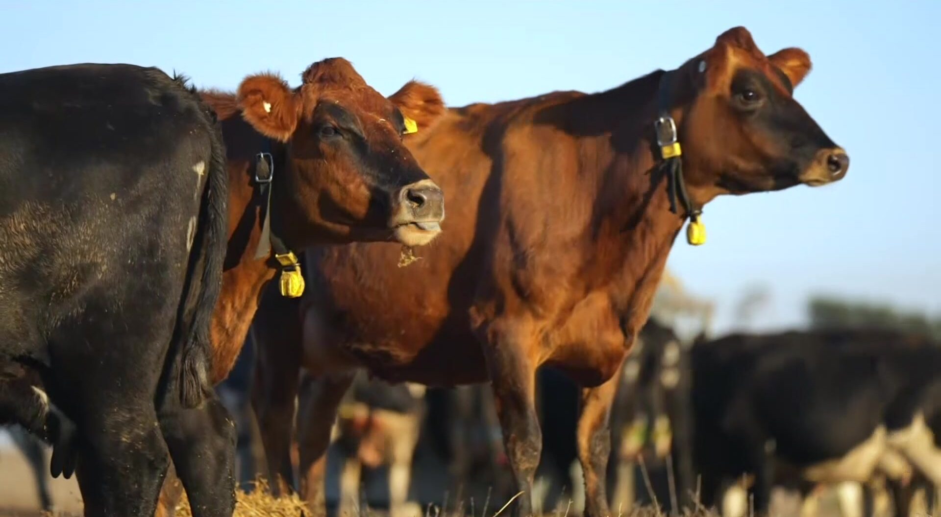 Boom for North West cattle farmers – NBN News