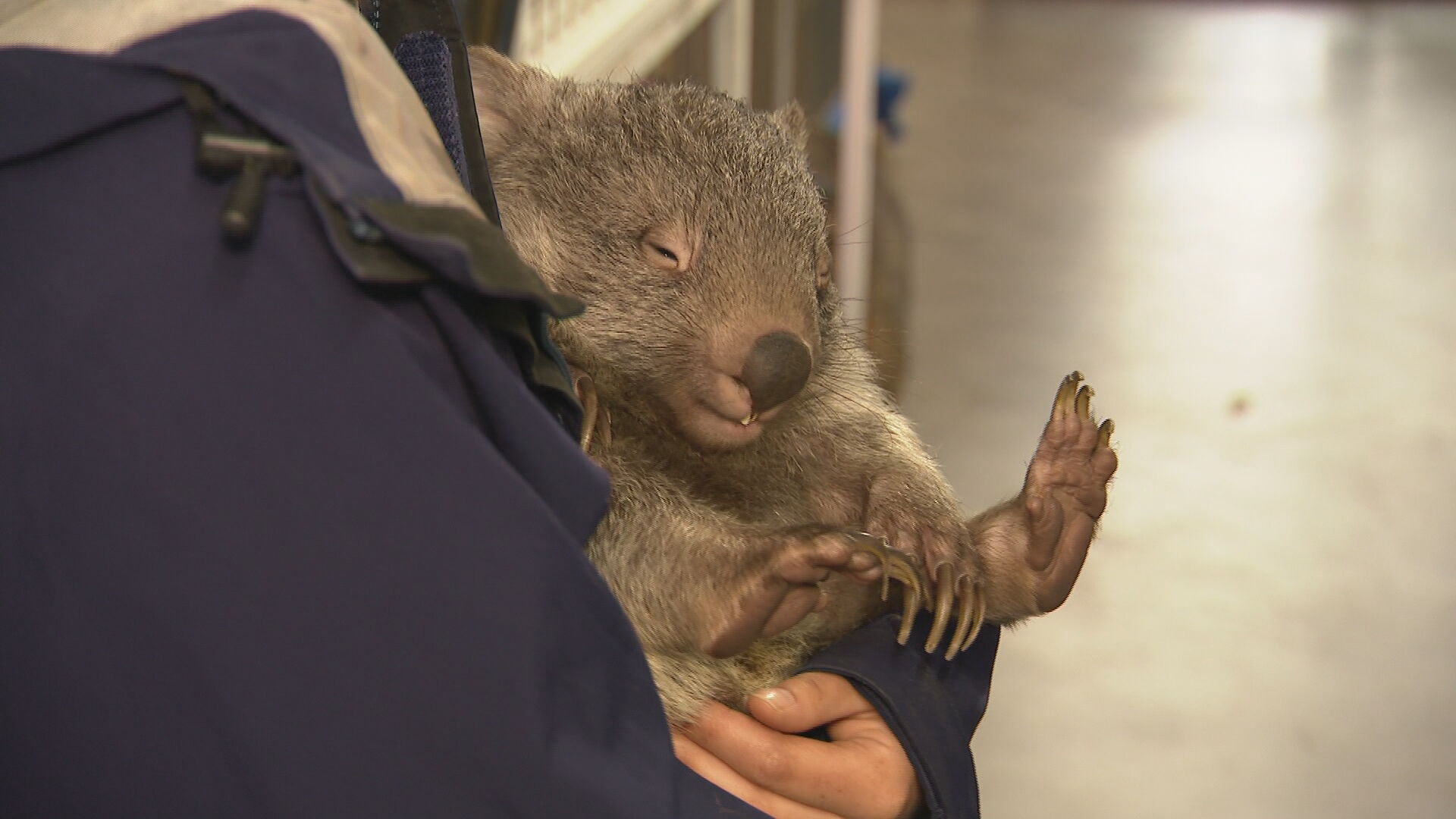 Cedar Creek Wombat Rescue in clean up mode – NBN News