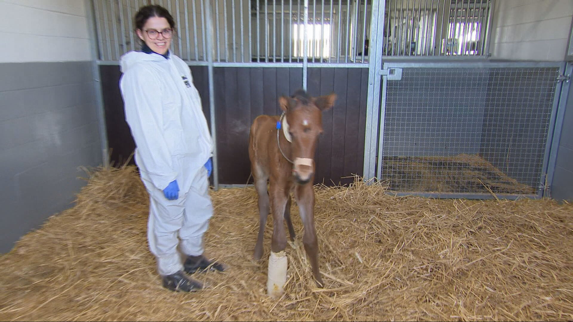Scone Equine Hospital officially opens – NBN News