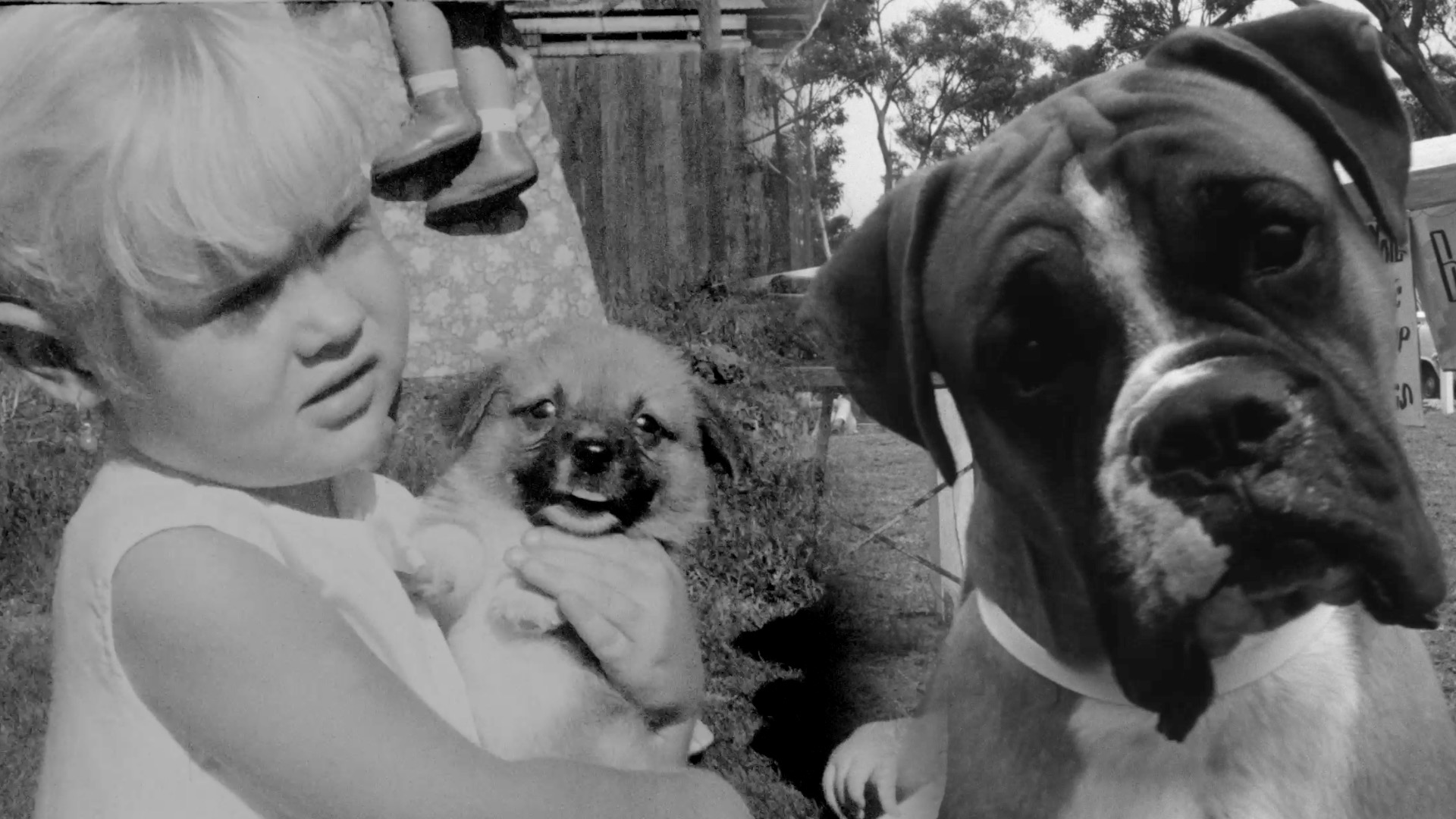 Rewind Series 5 Episode 7 – Animals, Pets and Dog shows – NBN News