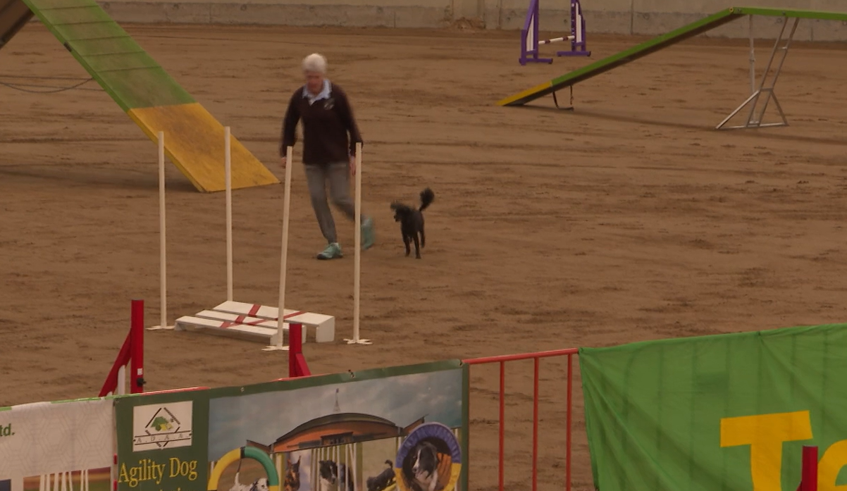 Paw-fect start: Agility dogs embark on their journey at National Grand ...