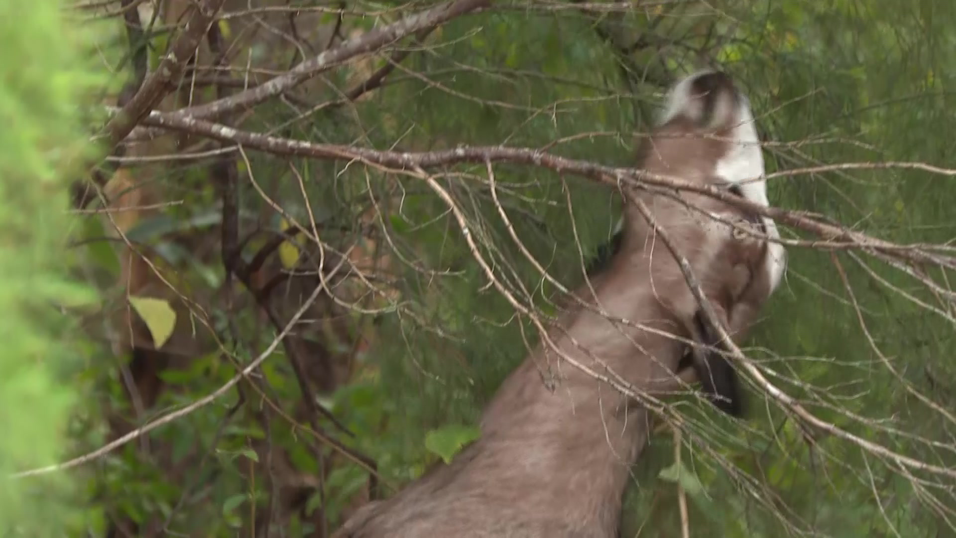 Goats trialled on hazard reduction – NBN News