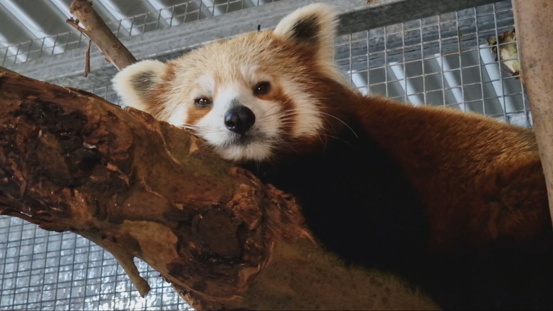 The cutest new endangered animals calling the Hunter home – NBN News