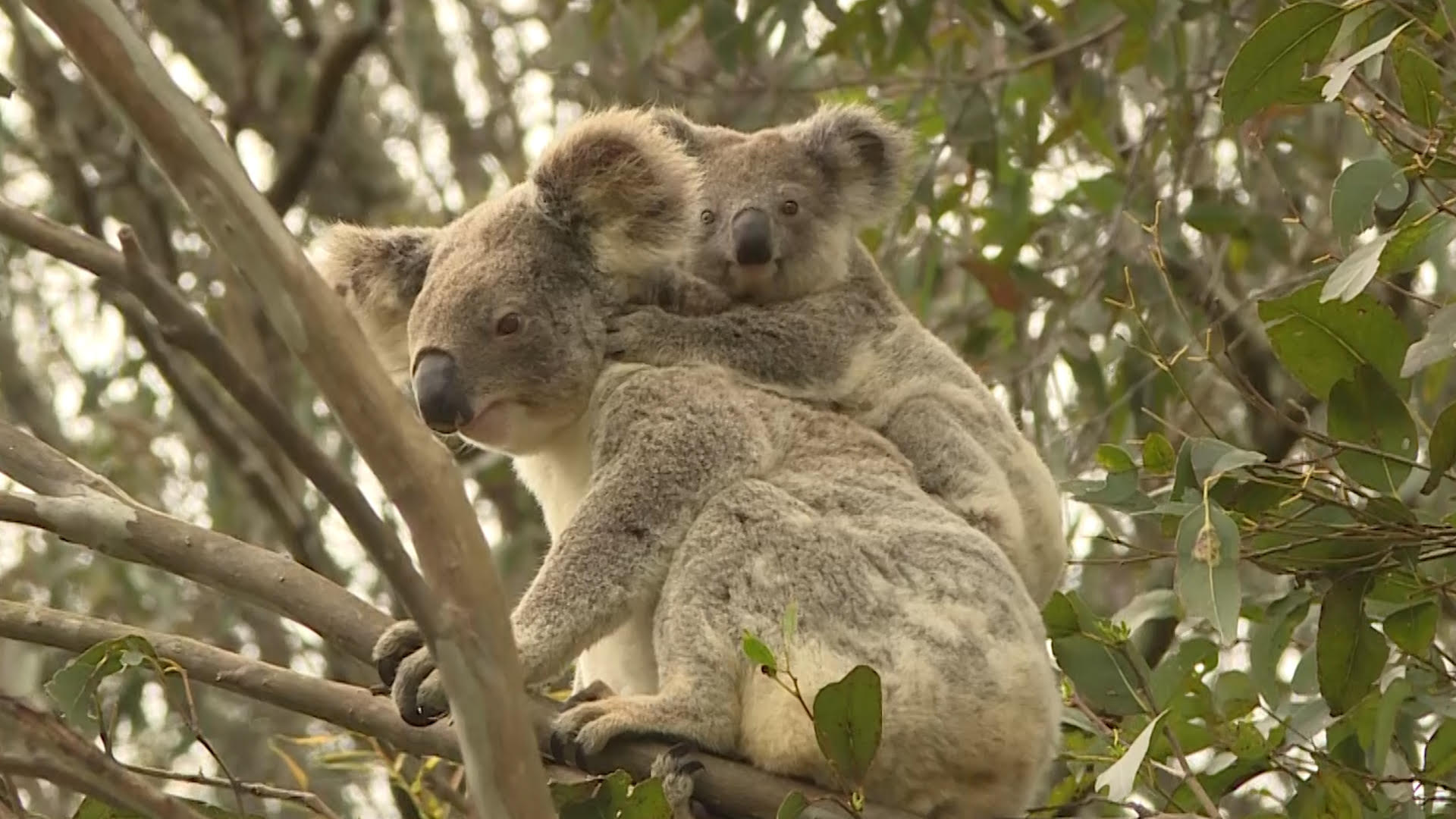 Bootawa Dam marked a hotspot for a thriving koala population – NBN News