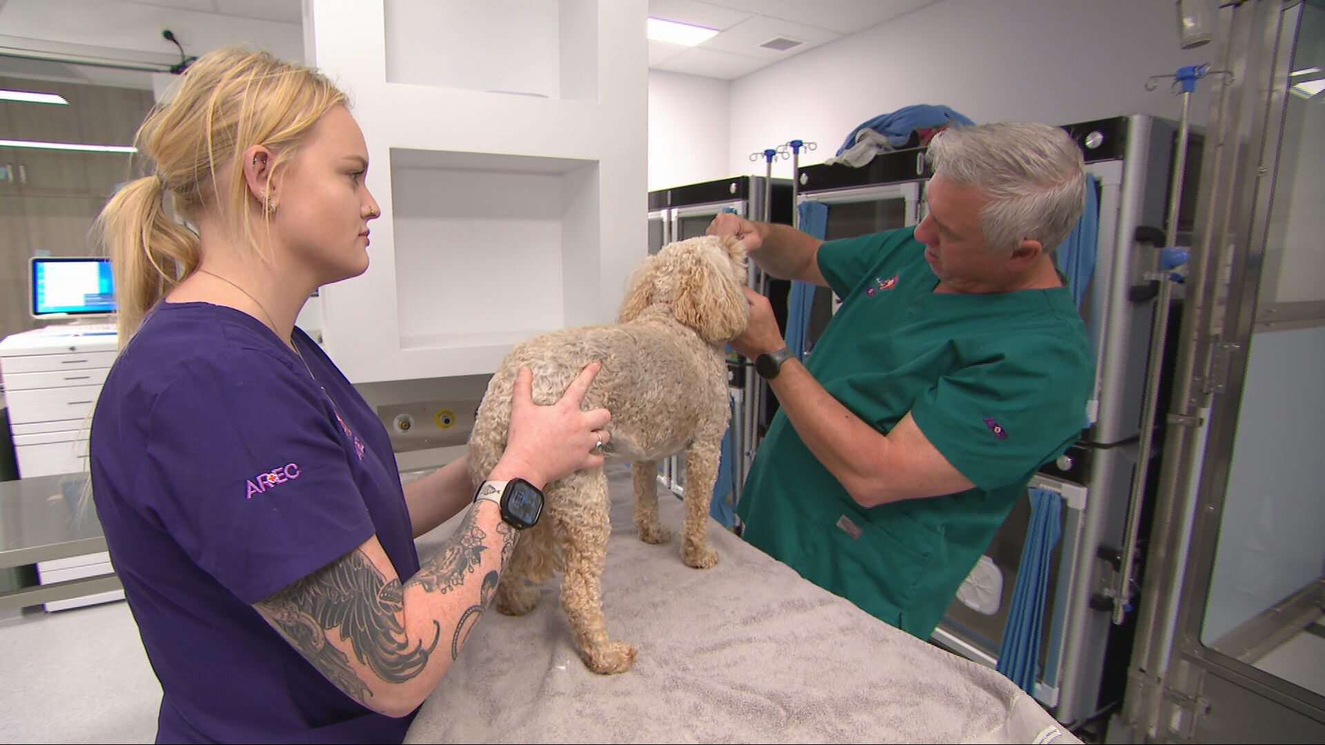 Exclusive: New emergency vet hospital nears completion at Broadmeadow ...