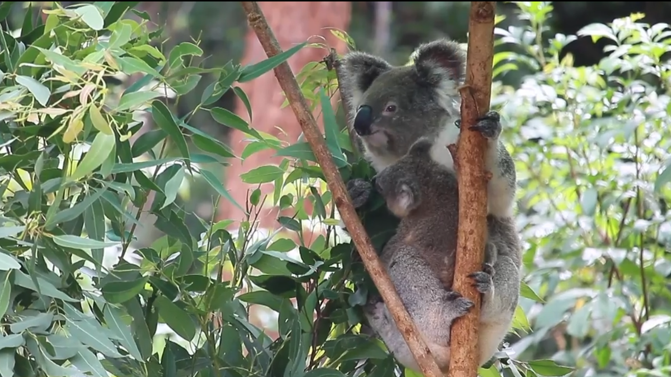 Koala Hospital $10.7 million project underway – NBN News