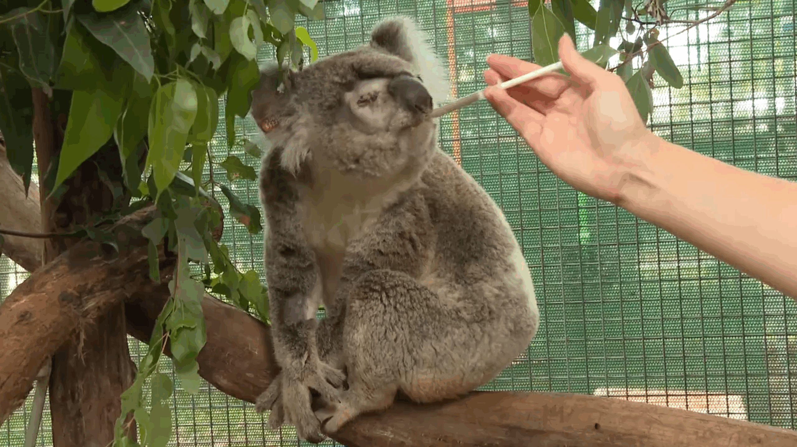 Road users urged to take care this koala breeding season – NBN News