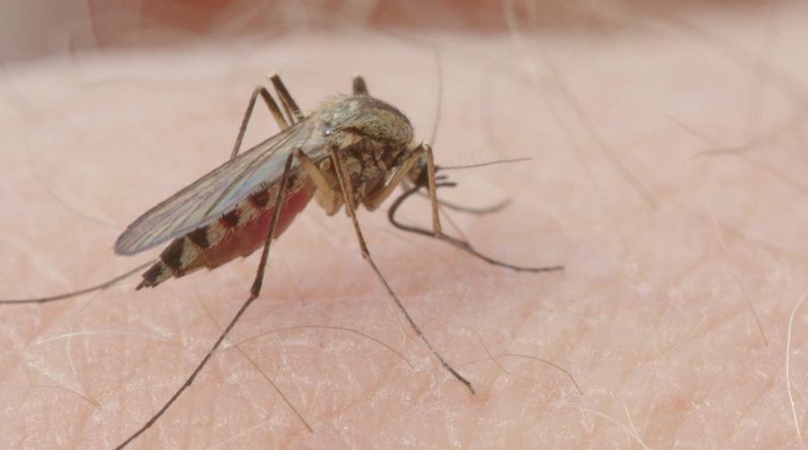 Japanese encepalitis virus warning for Northern Rivers residents – NBN News