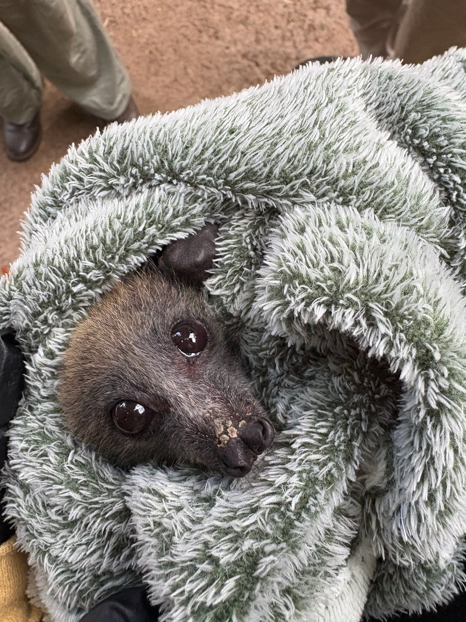 WIRES volunteers kept busy helping flying fox colony – NBN News