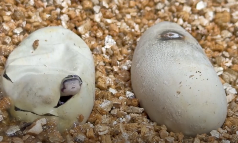 Special milestone as three king cobras hatch – NBN News