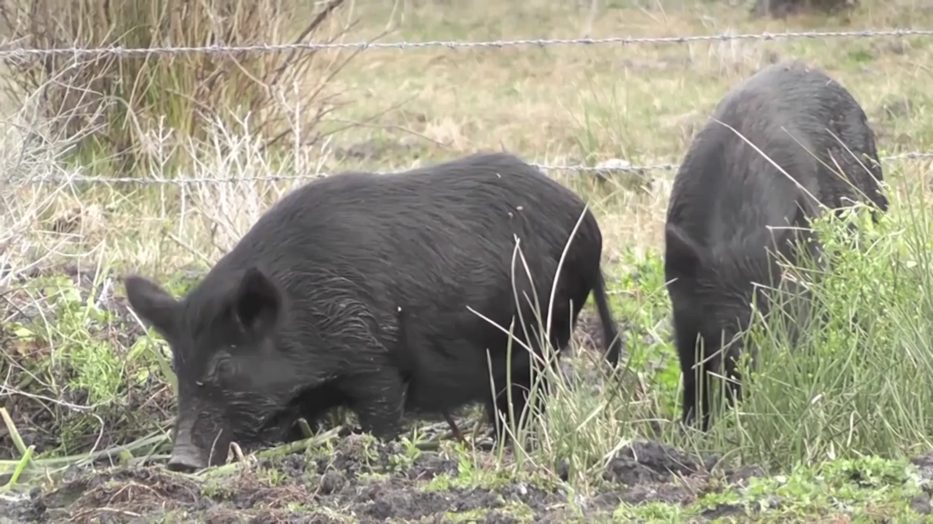 North West leaders call for feral pig action – NBN News