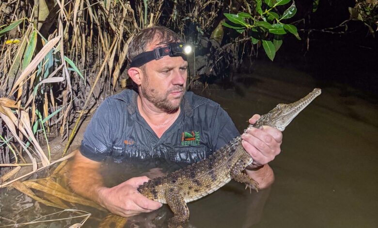Baby croc captured from Hunter creek – NBN News