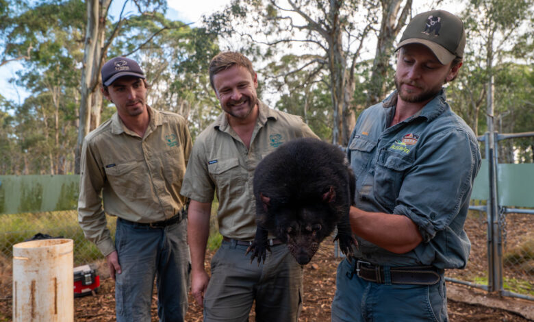 Cross agency collaboration helping maintain Tassie devil population ...