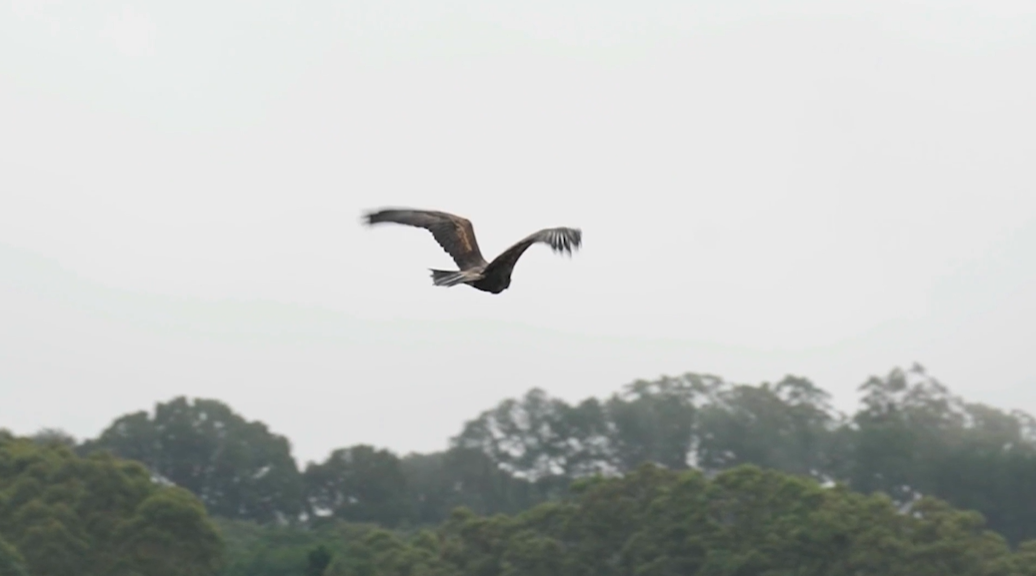 Wedge-tail eagle released back into the wild with a special name – NBN News